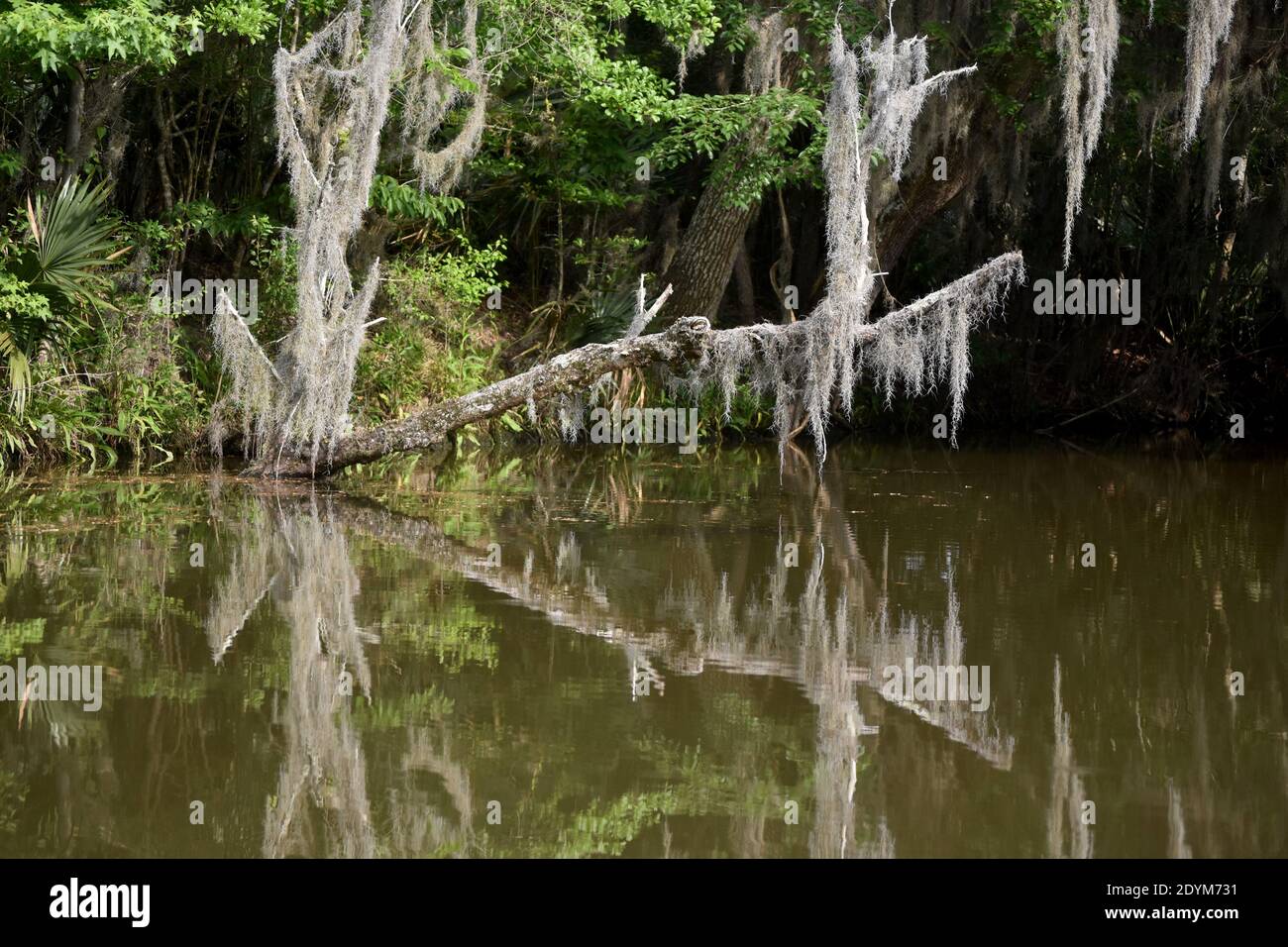 Dead log covered with spanish moss over the waters of the swamp Stock ...