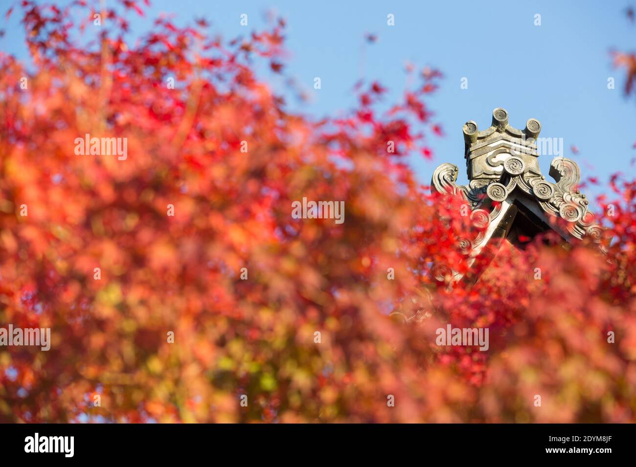 Kyoto Japan Red, orange and yellow Japanese Maple leaves at Eikando ...
