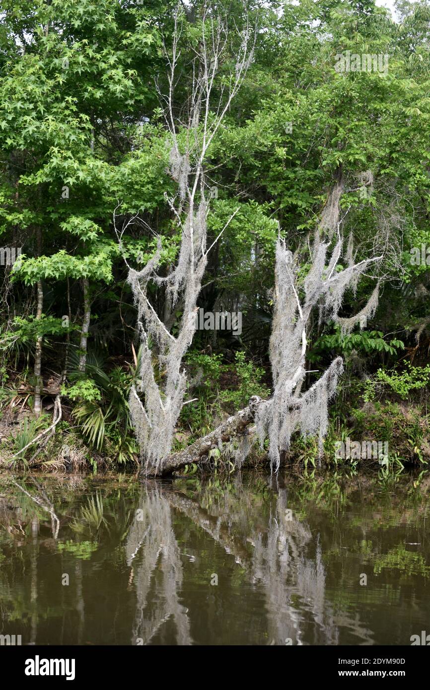 Barataria preserve wetlands hi-res stock photography and images - Alamy