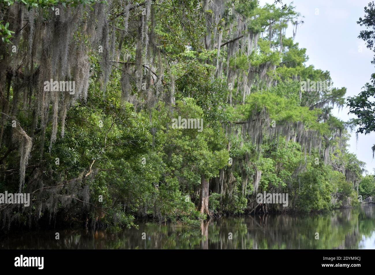 Spanish moss clinging to tree branches along the bayou Stock Photo - Alamy