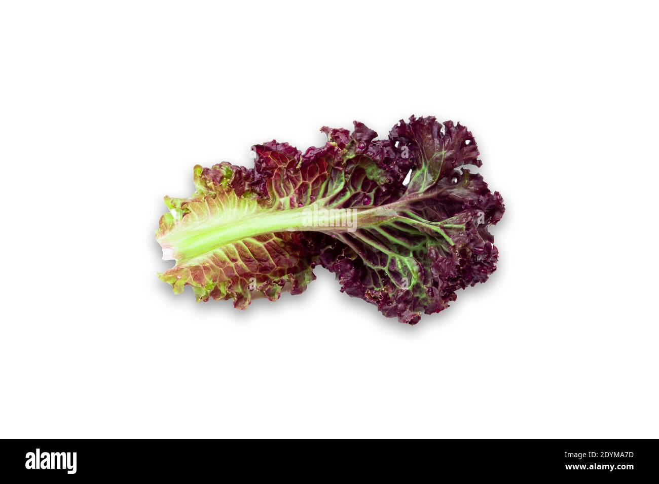 Red curly lettuce hi-res stock photography and images - Alamy