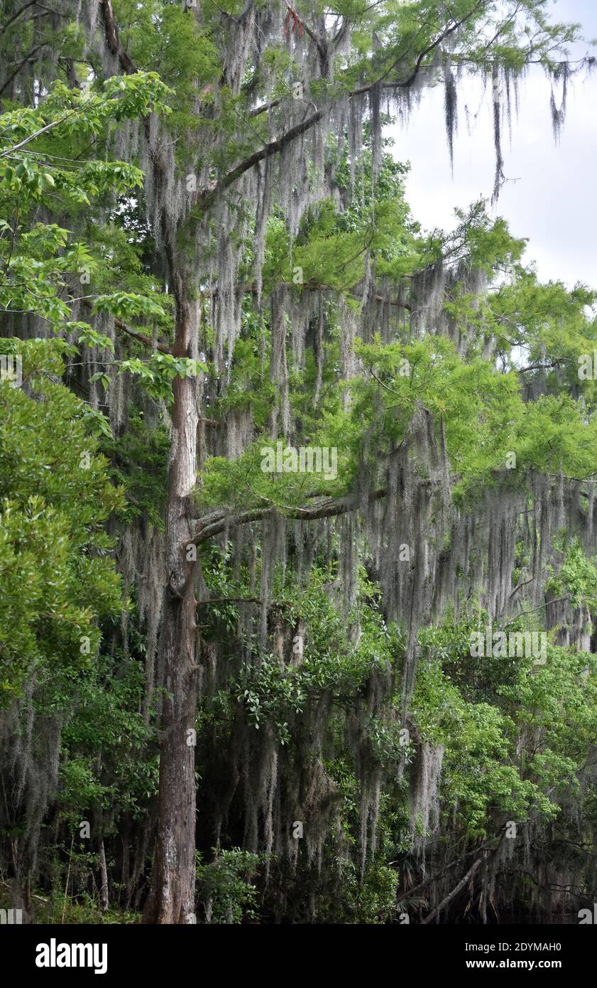 Dead tree spanish moss hi-res stock photography and images - Alamy