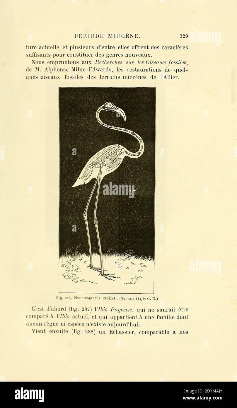 Avant le deluge hi-res stock photography and images - Alamy