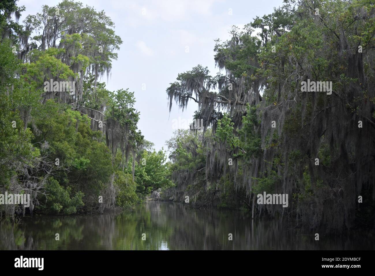 Winding water way with spanish moss draped trees in Louisiana Stock ...