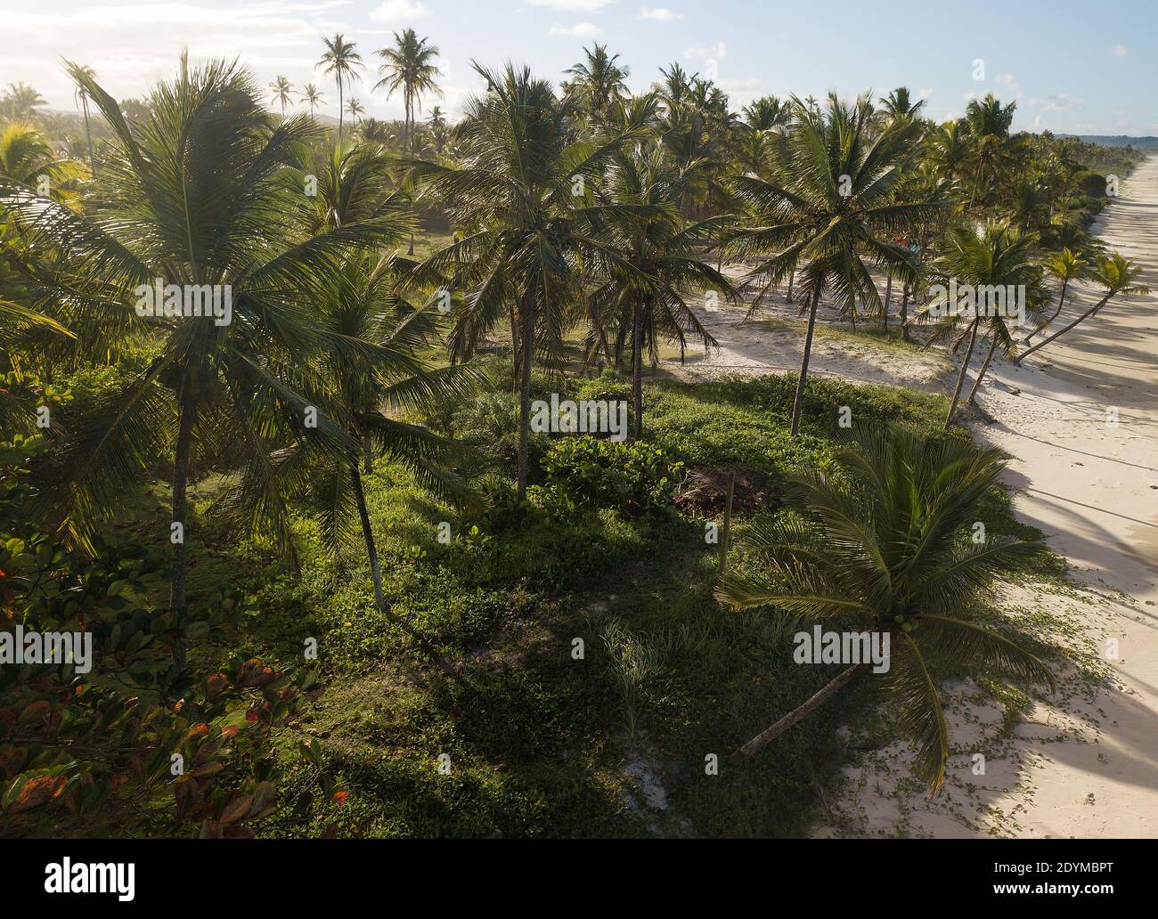 Paisagem tropical coconut trees with the sunshine Stock Photo - Alamy