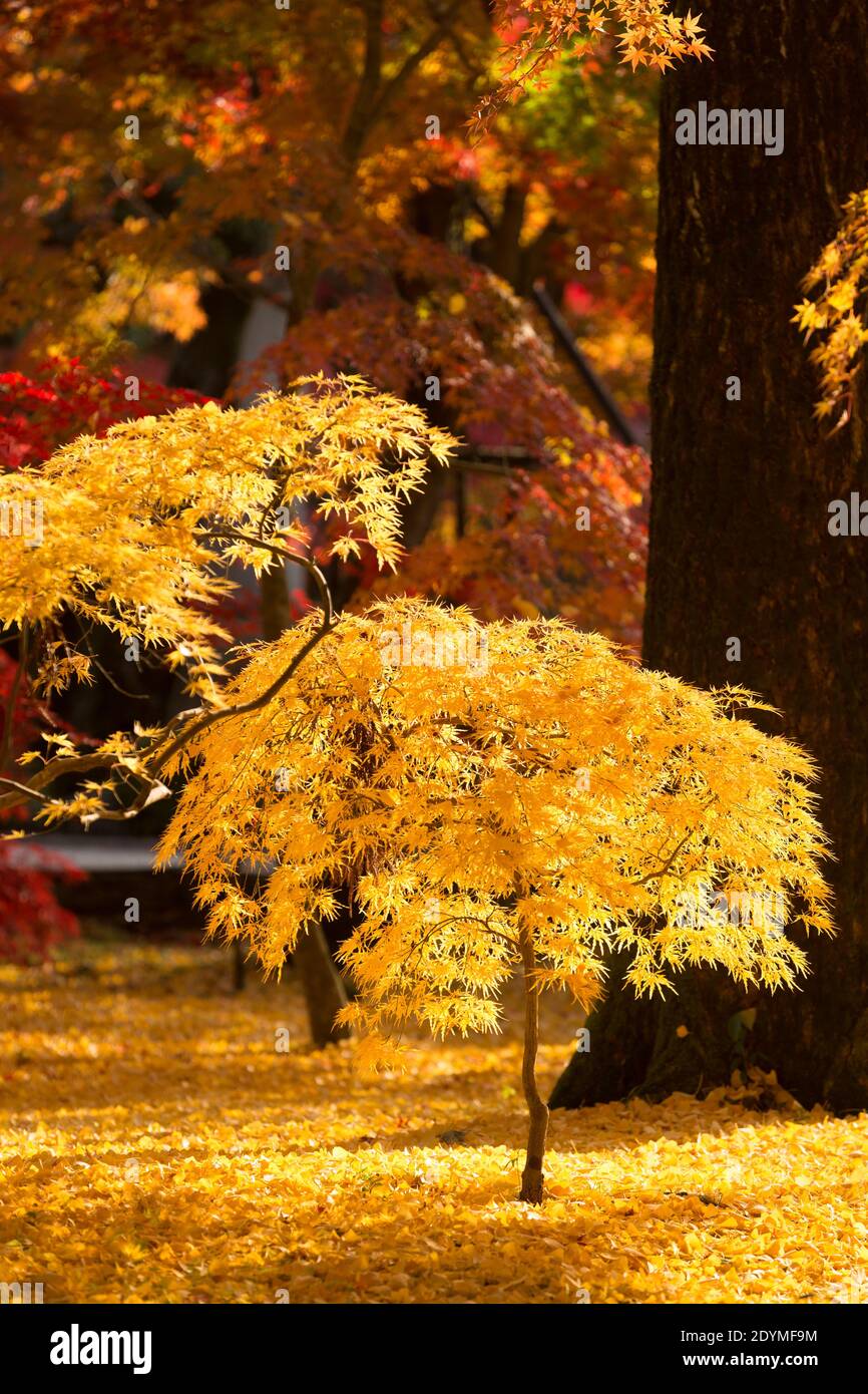 Maple Trees With Yellow Japanese Maple leaves growing over yellow ...