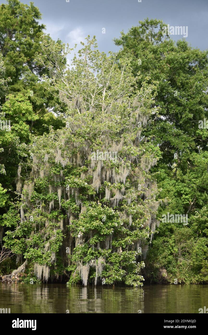 Spanish moss hanging on trees along the bayou in New Orleans Stock ...
