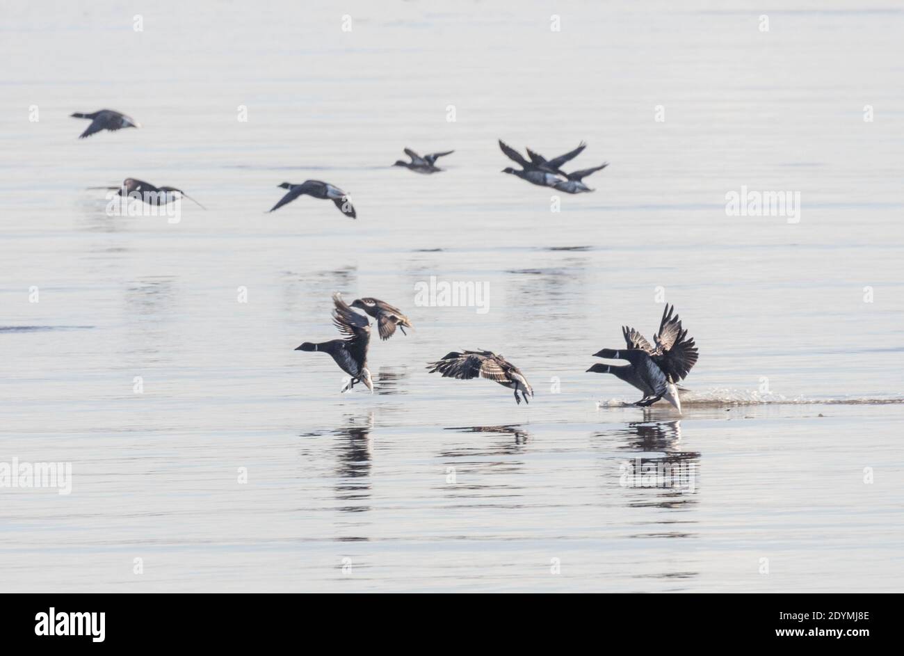 Black Brant Goose High Resolution Stock Photography and Images - Alamy