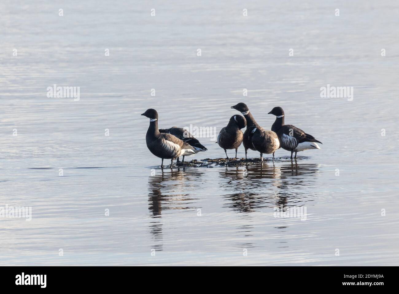 Brant bird hi-res stock photography and images - Alamy