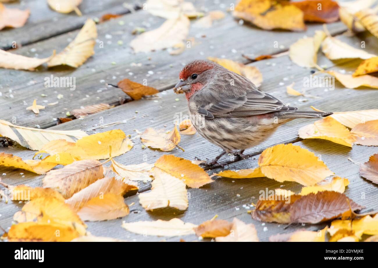 Male house finch at British Columbia Canada; north american Stock Photo ...