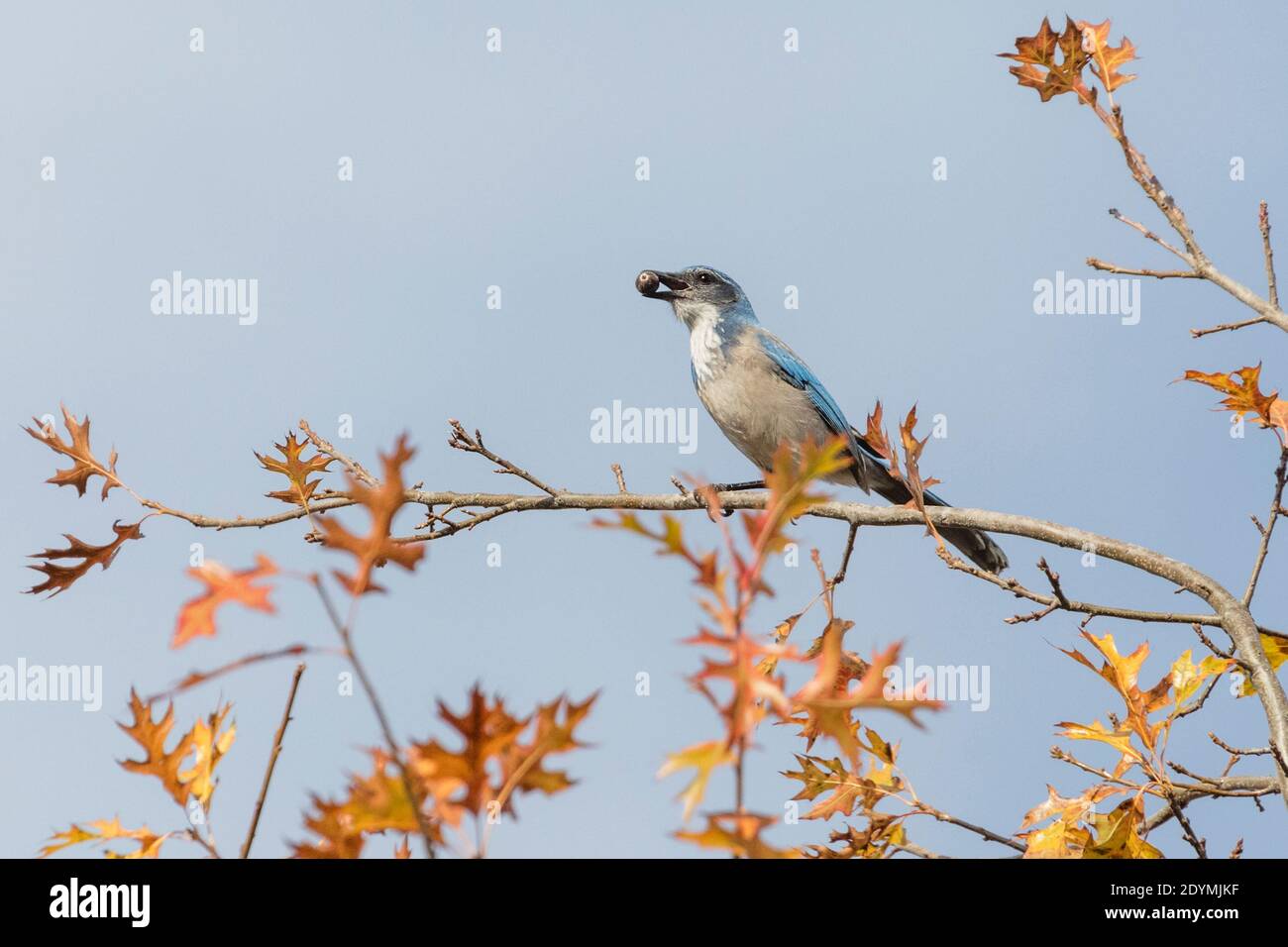 Jay with acorn hi-res stock photography and images - Alamy
