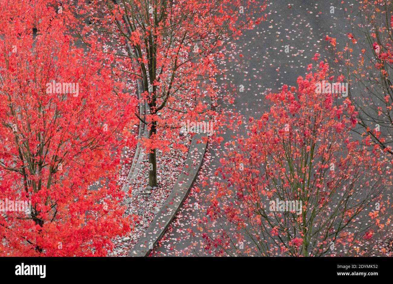 tree with red leaf at fall autumn Stock Photo - Alamy