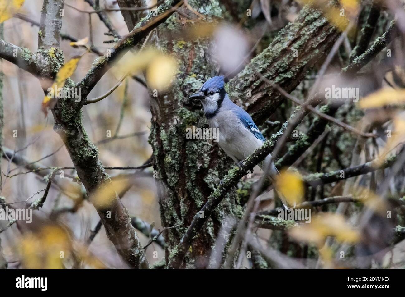 blue Jay bird at Delta British Columbia Canada; north american Stock ...