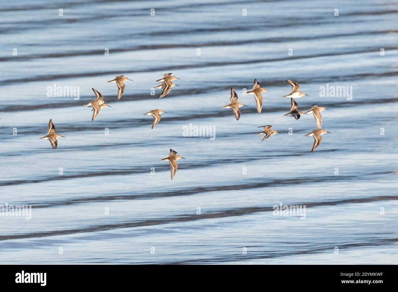 Flying Dunlin bird at Delta British Columbia, Canada, north american ...