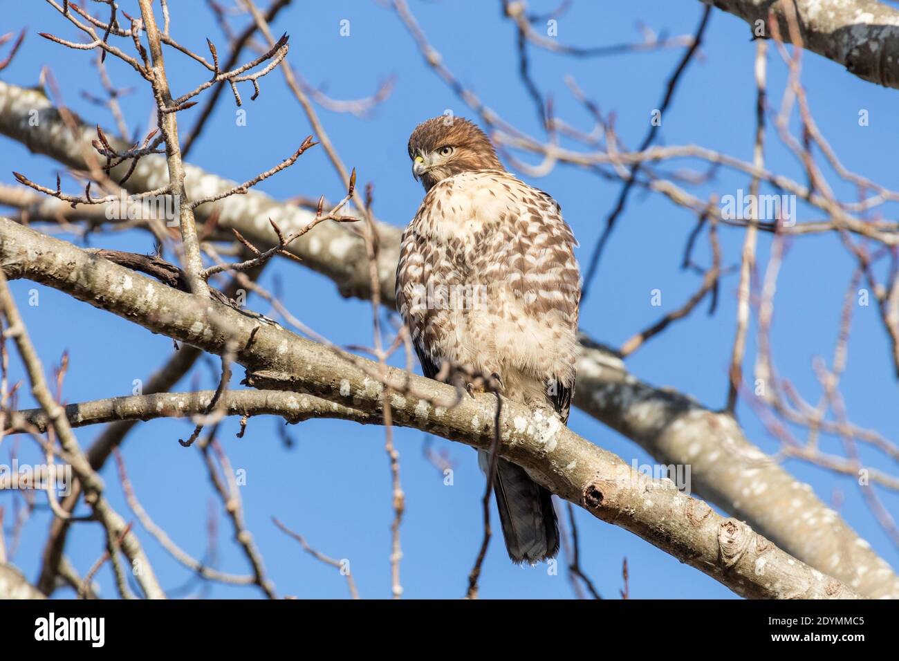 juvenile red-tailed hawk at Delta British Columbia, Canada, north ...