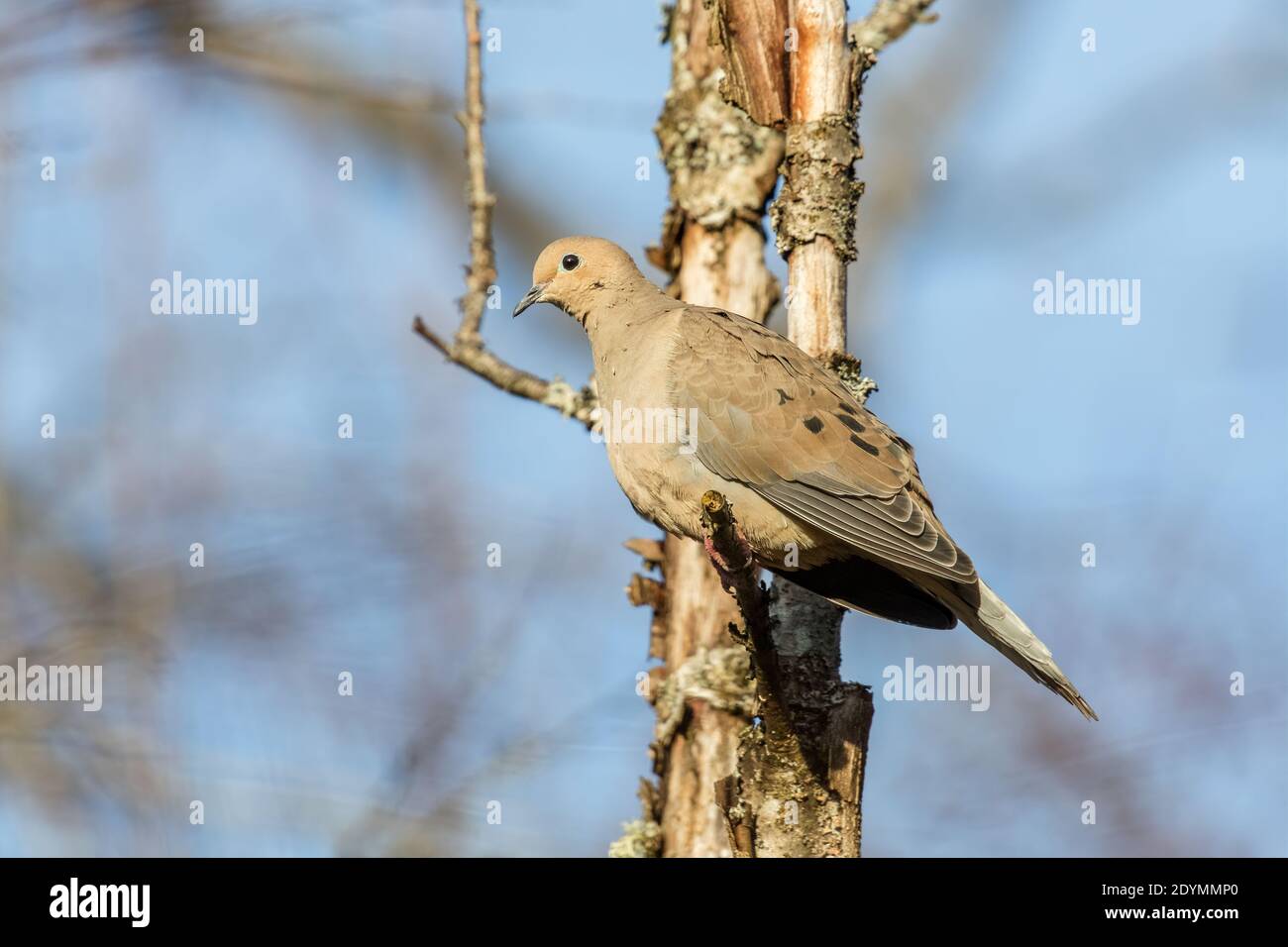 Mourning Dove bird at Richmond British Columbia, Canada, north american ...