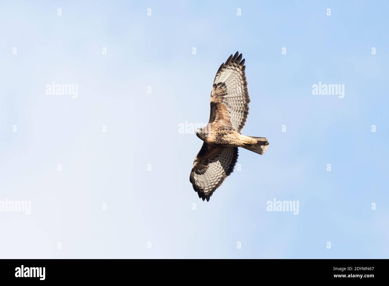 red-tailed hawk at Delta British Columbia, Canada, north american Stock ...