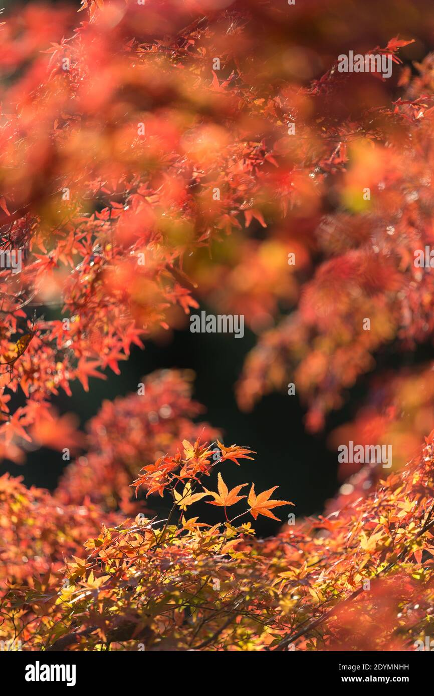 Kyoto Japan Japanese Maple leaves turn into red, yellow and orange autumn foliage at Kiyomizu ...