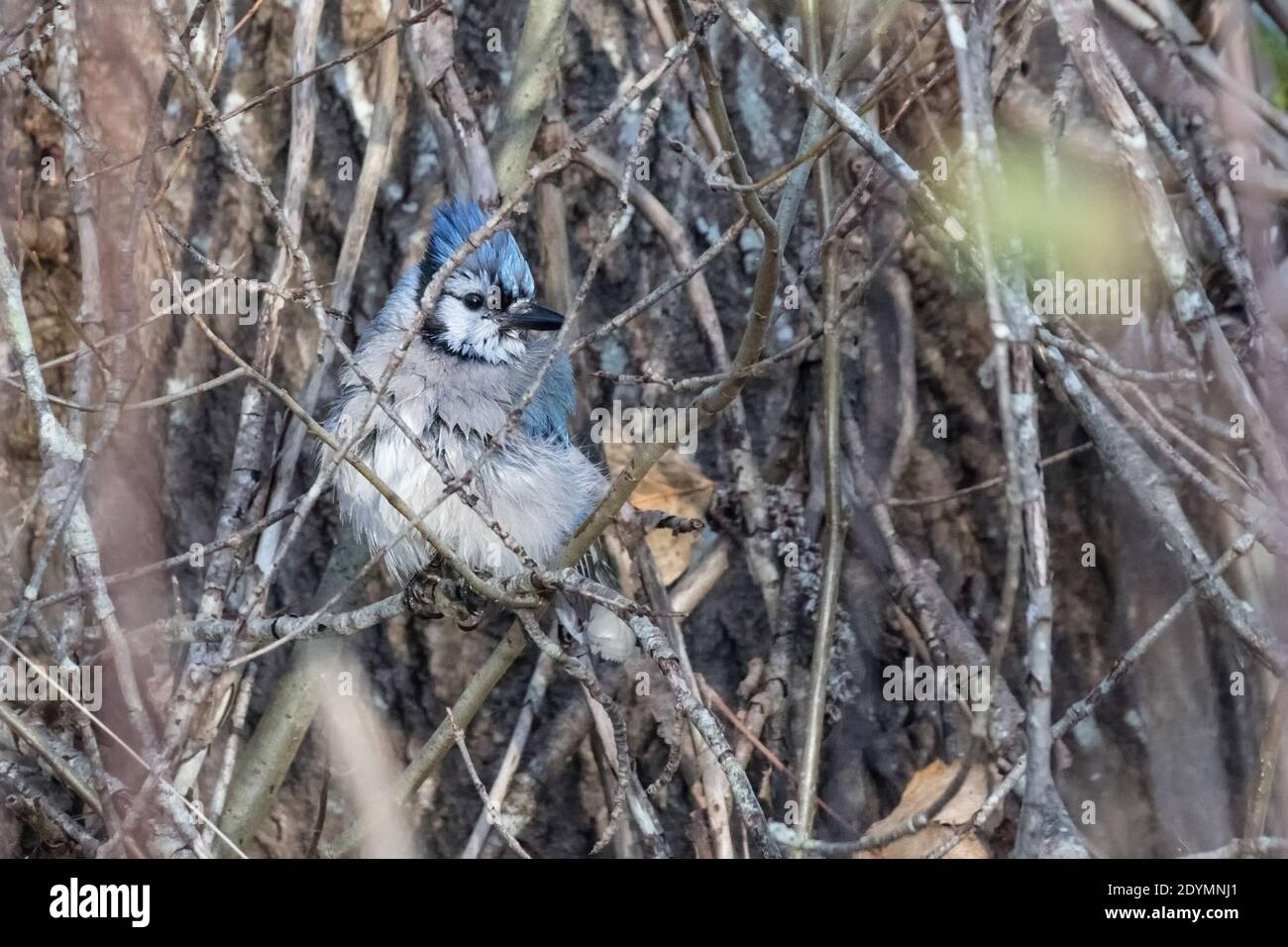 blue Jay bird at Delta British Columbia Canada; north american Stock ...