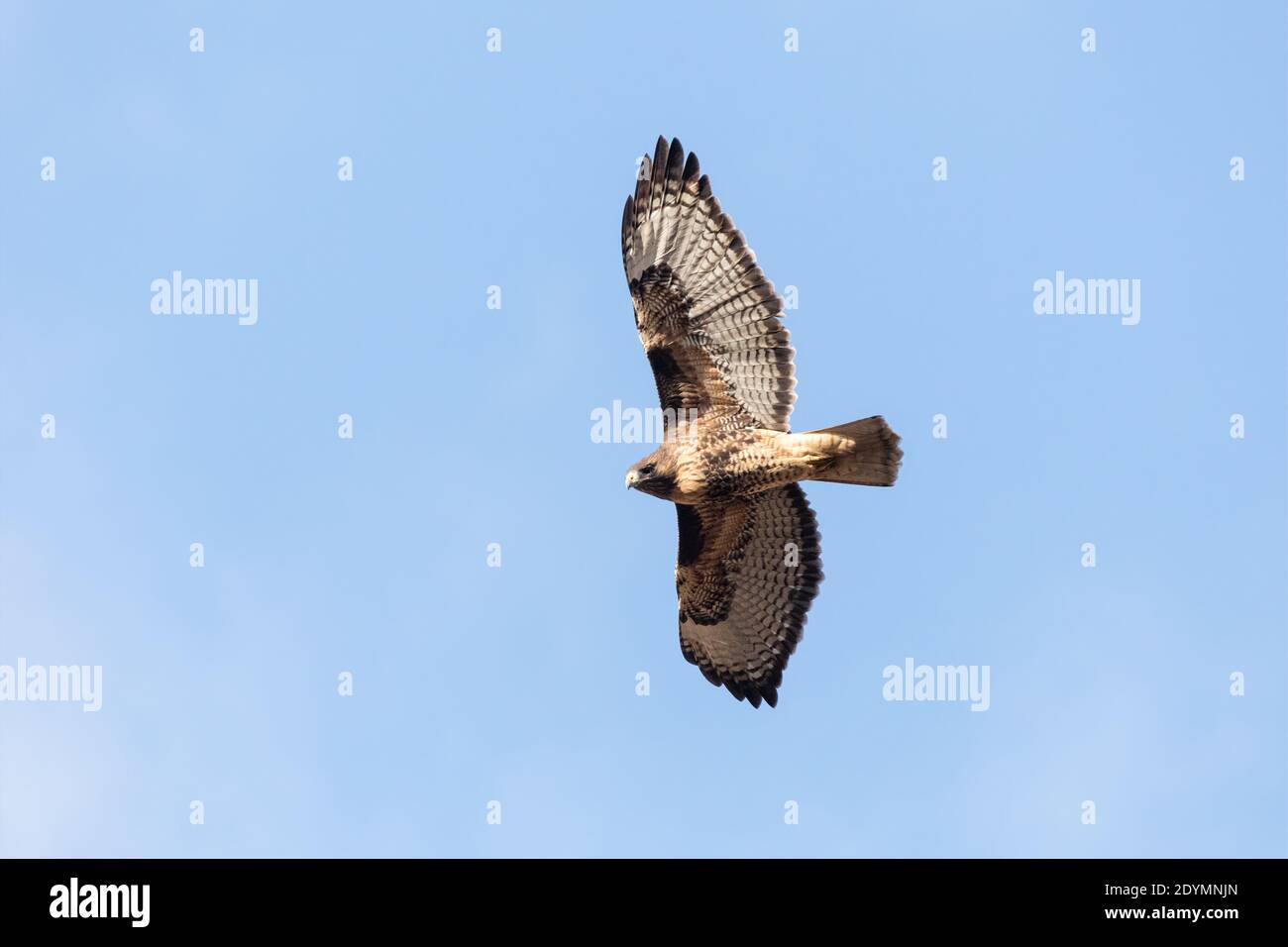 red-tailed hawk at Delta British Columbia, Canada, north american Stock ...