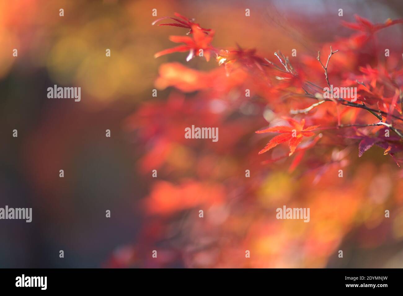 Kyoto Japan Japanese Maple leaves turn into red, yellow and orange autumn foliage at Kiyomizu ...