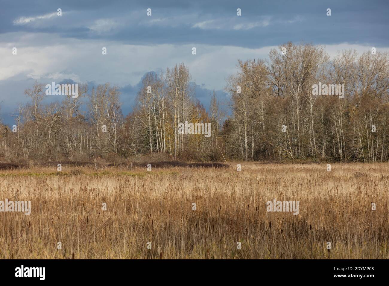 nature wetland landscape at the mouth of Fraser river, Delta British ...