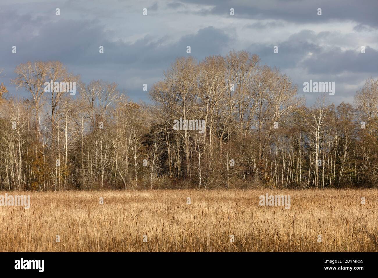 nature wetland landscape at the mouth of Fraser river, Delta British ...