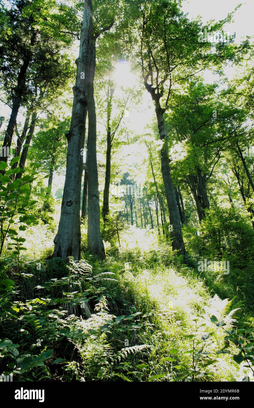 The old mountain forest in the Beskids in Poland Stock Photo - Alamy