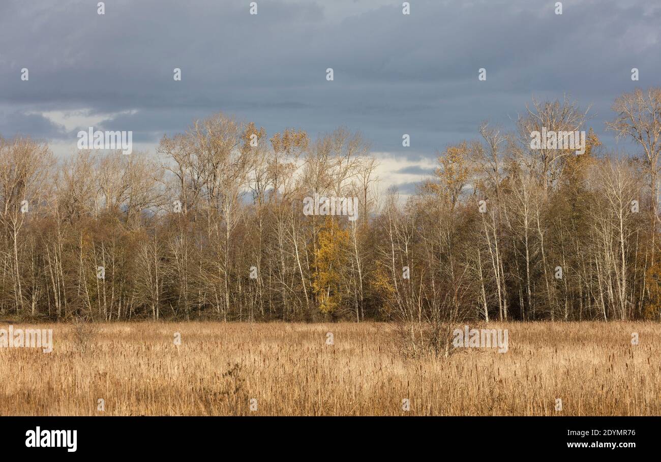 nature wetland landscape at the mouth of Fraser river, Delta British ...