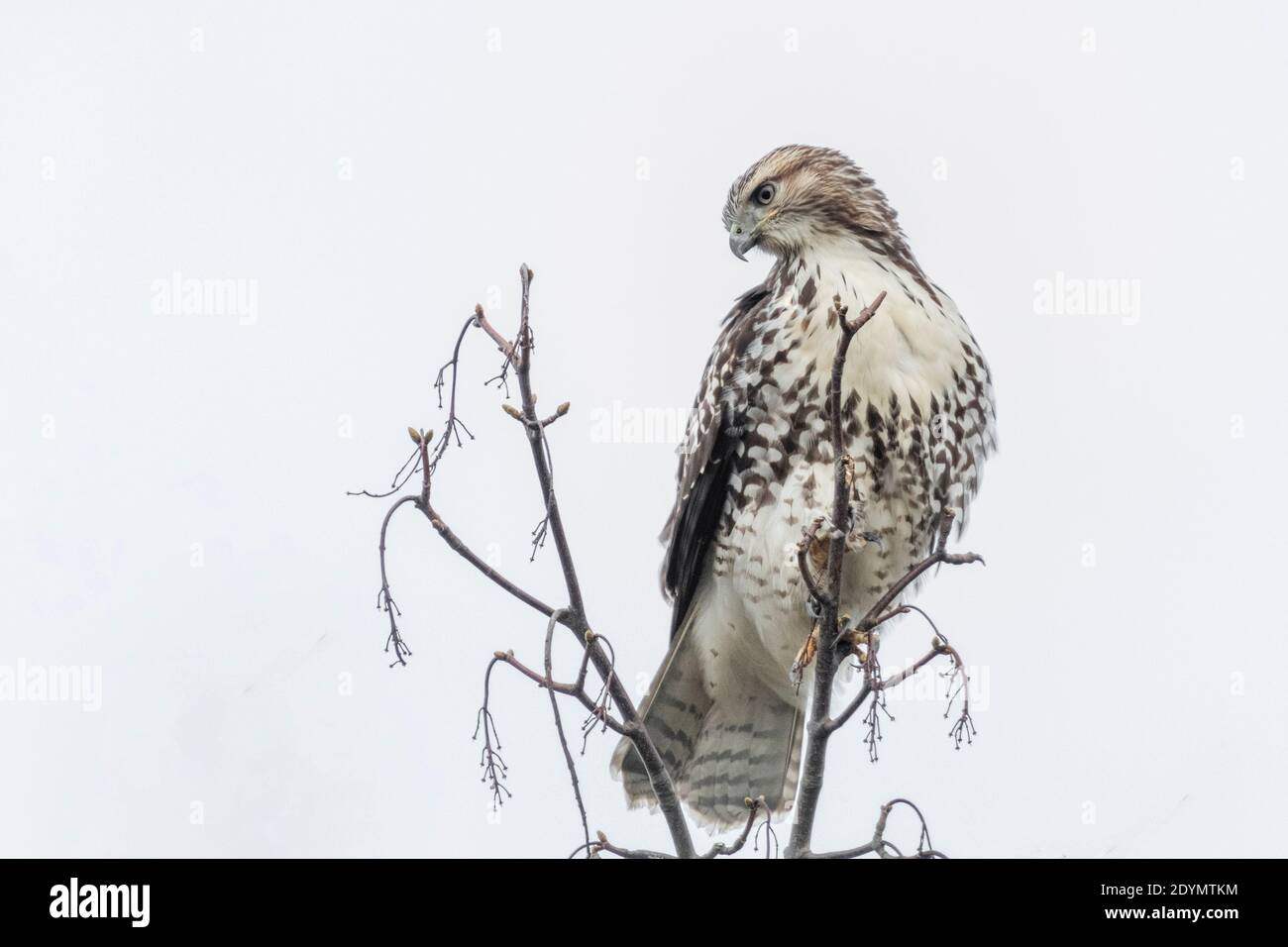 juvenile red-tailed hawk at Delta British Columbia, Canada, north ...