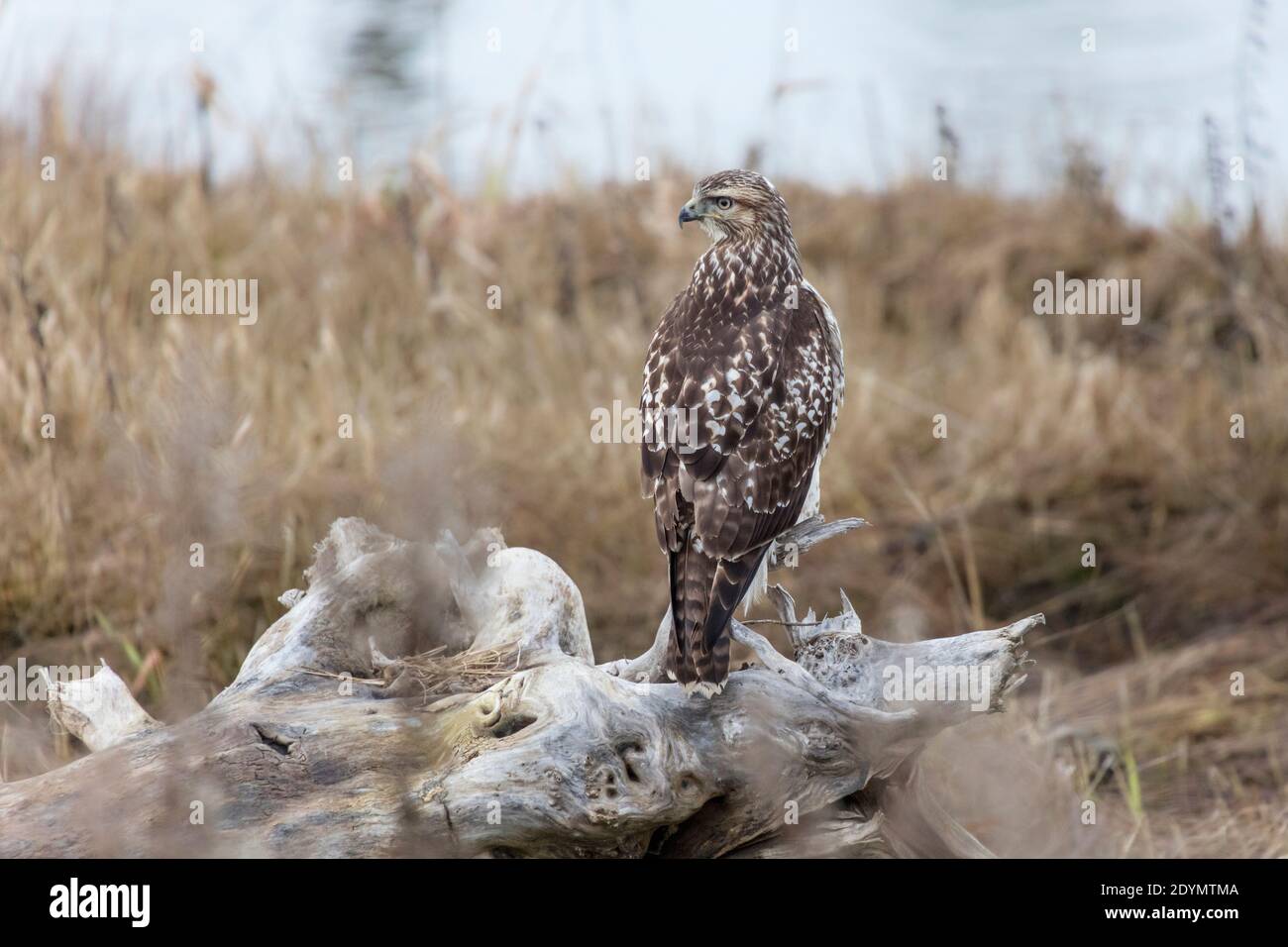 juvenile red-tailed hawk at Delta British Columbia, Canada, north ...