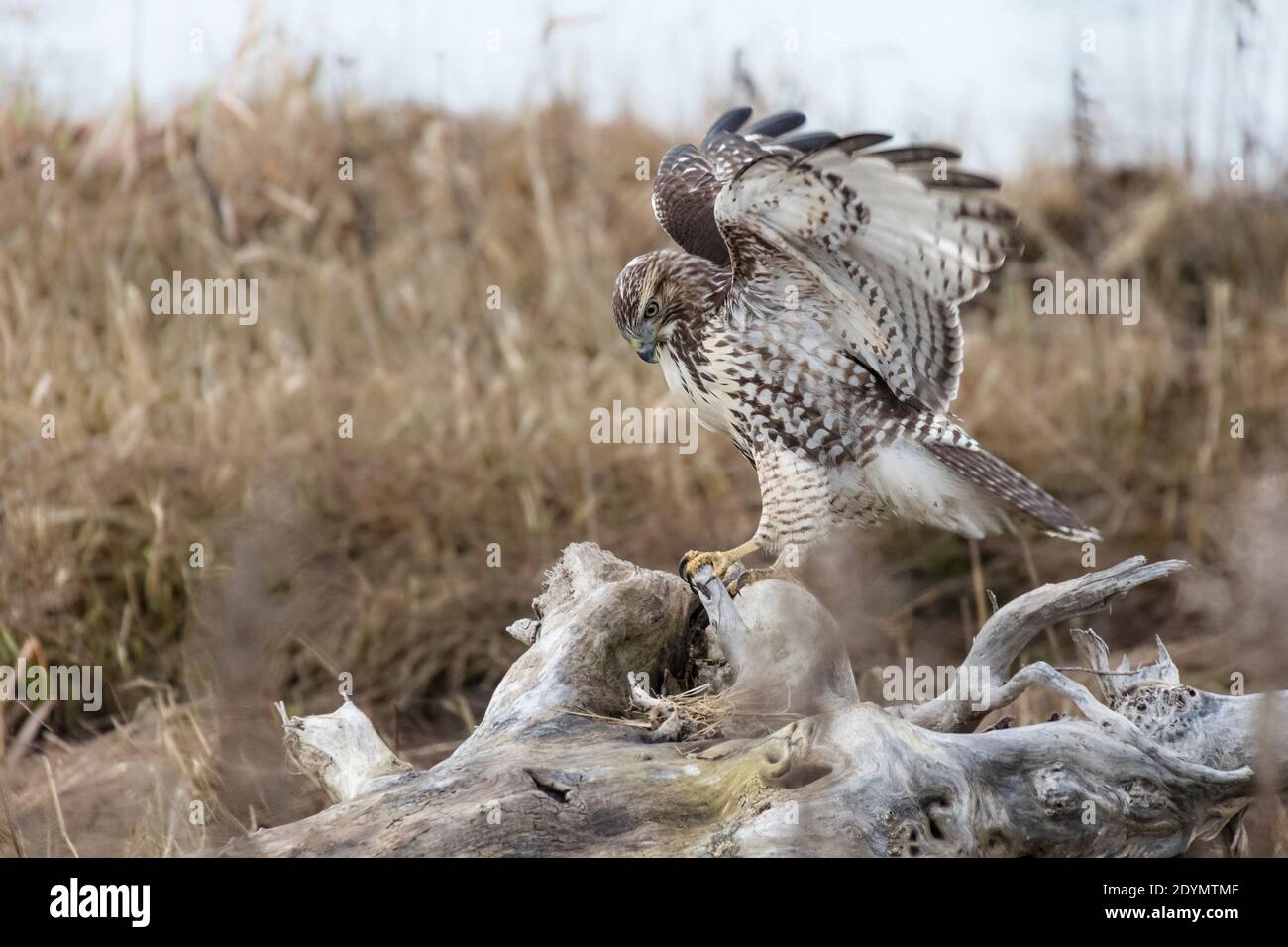 juvenile red-tailed hawk at Delta British Columbia, Canada, north ...