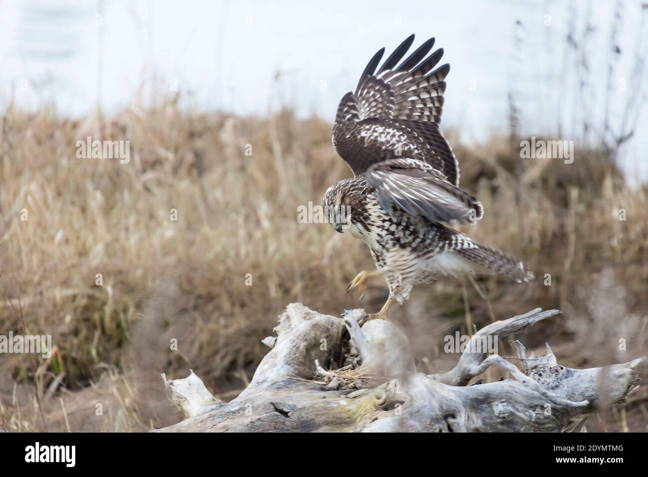 juvenile red-tailed hawk at Delta British Columbia, Canada, north ...