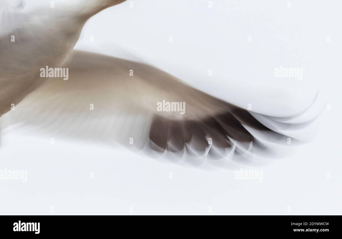 white Snow goose wing with Motion blur close up Stock Photo - Alamy