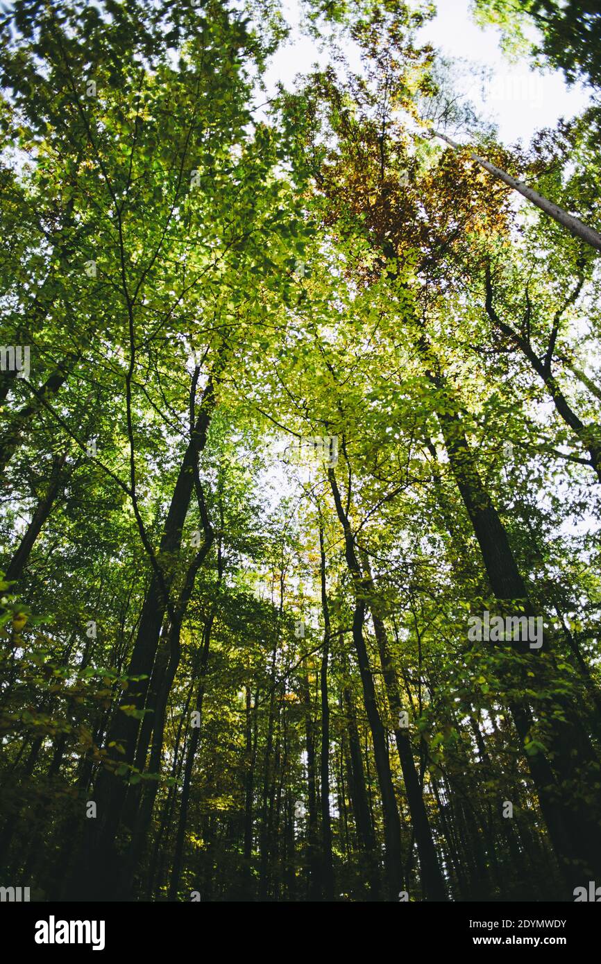 A vertical shot of the tall trees in the forest Stock Photo - Alamy
