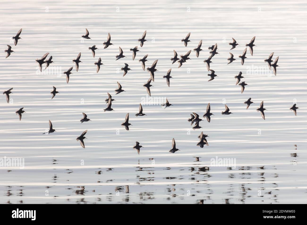 Flying Dunlin bird at Delta British Columbia, Canada, north american ...