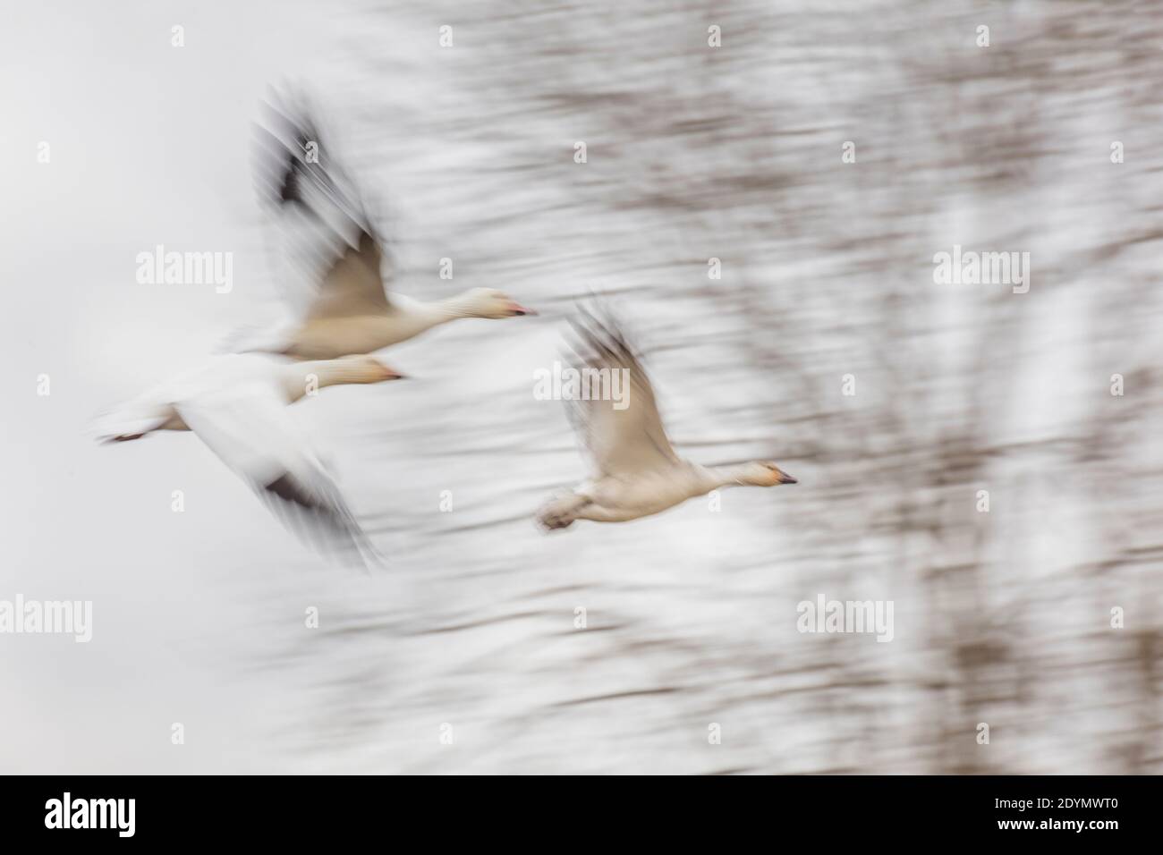Motion blur birds hi-res stock photography and images - Alamy