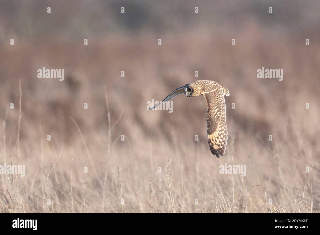 Short eared owl at Delta British Columbia, Canada, north american Stock ...