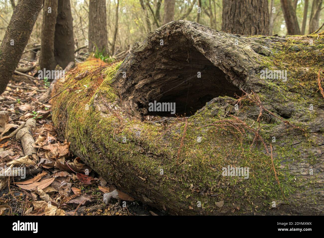 Opening on fallen tree trunk lying on forest floor Stock Photo - Alamy
