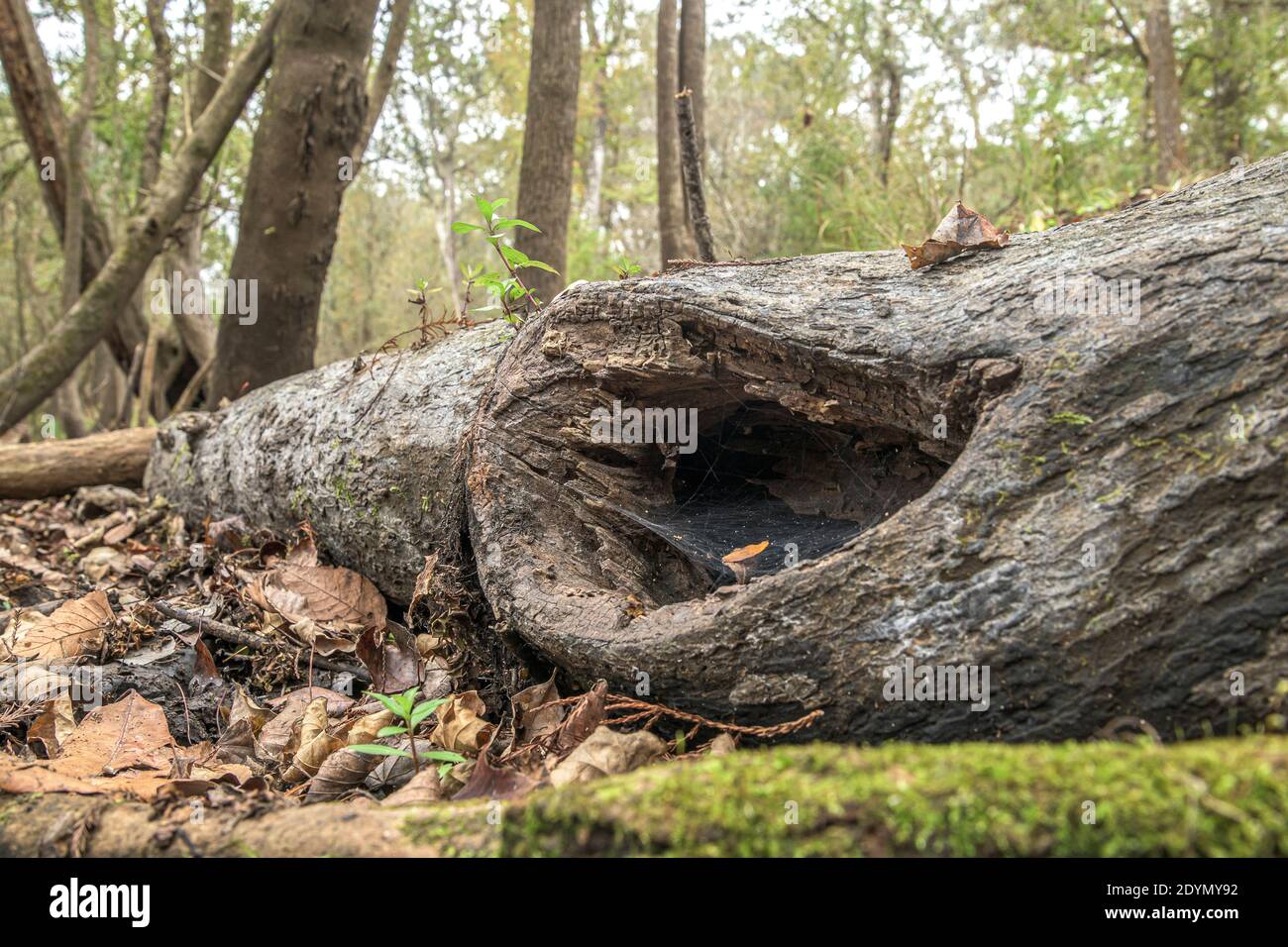 Opening on fallen tree trunk lying on forest floor Stock Photo - Alamy