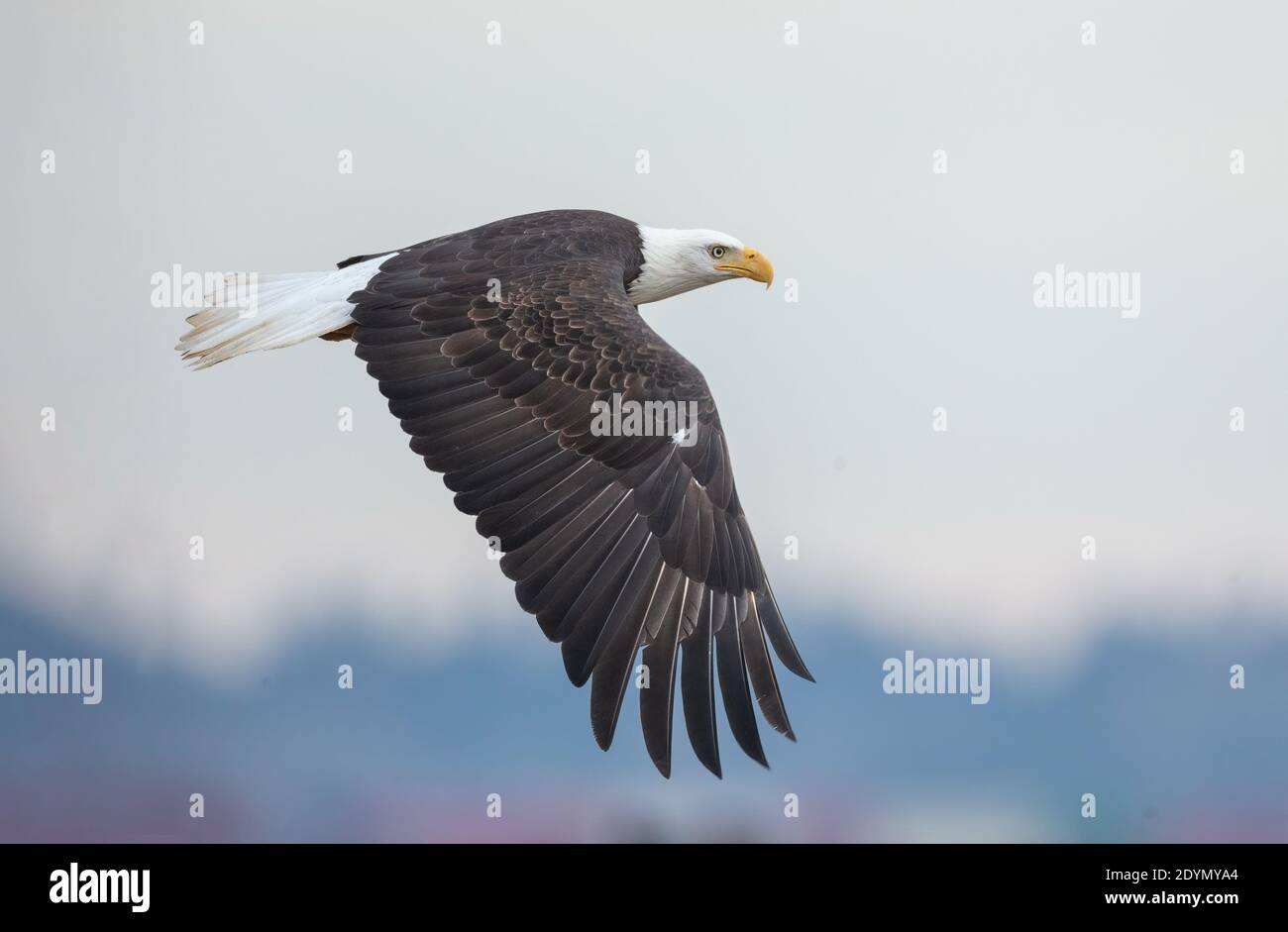 Flying Bald Eagle at Delta British Columbia Canada; north american ...