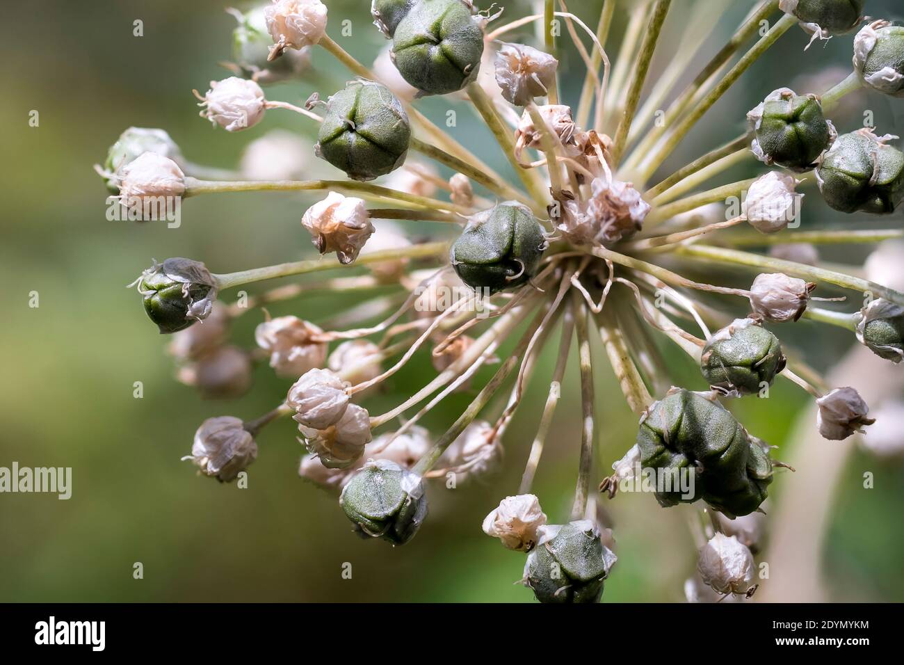 Leek flower cluster and seeds - focus stack of 21 images Stock Photo ...