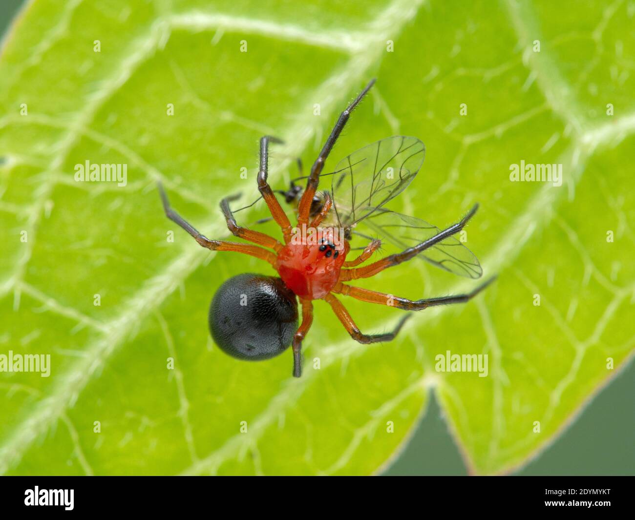 tiny red and black dwarf spider (Hypselistes florens) crawling ...