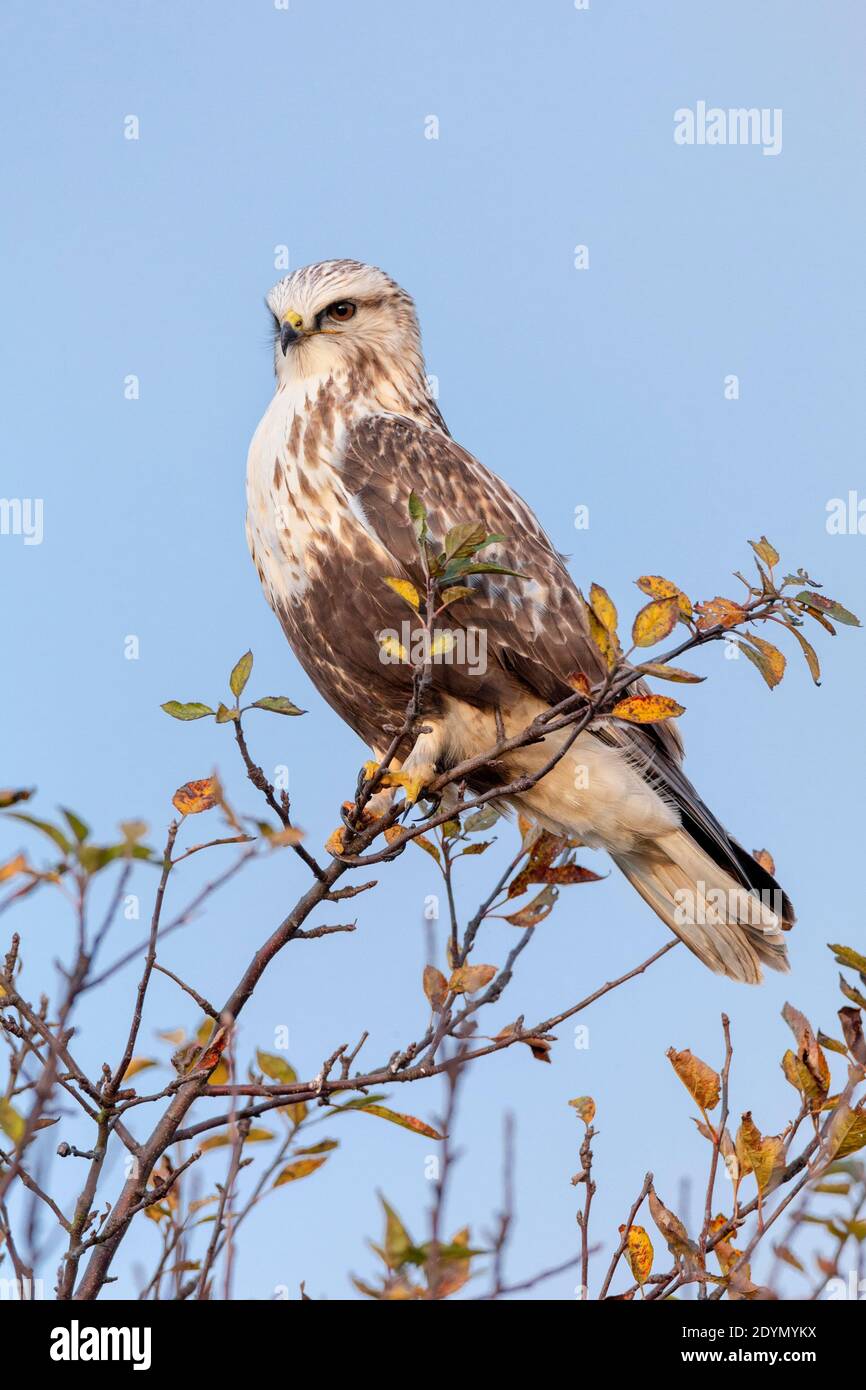 rough legged hawk at Delta British Columbia, Canada, north american ...
