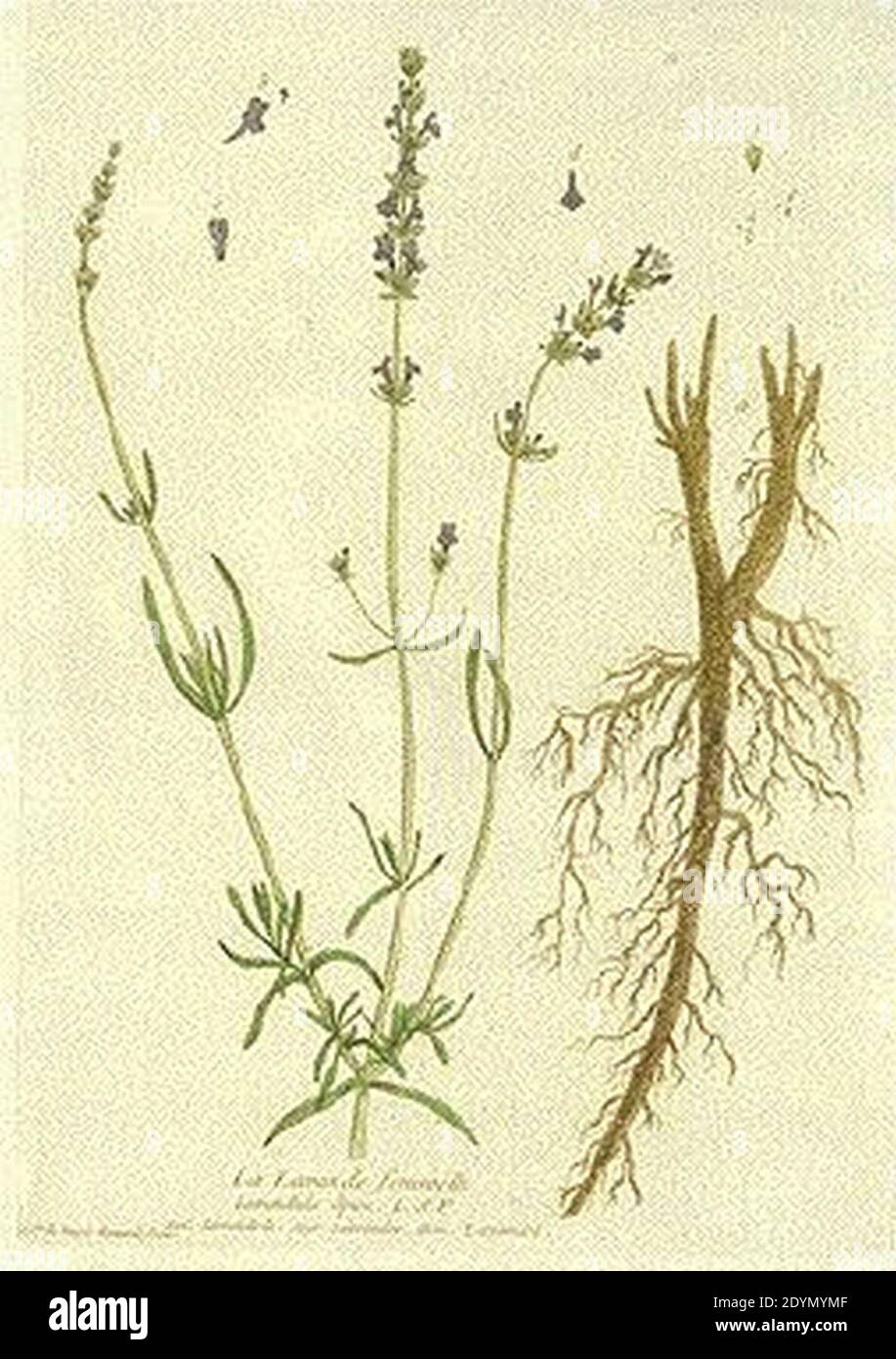 Lavandula spica 2 Stock Photo - Alamy