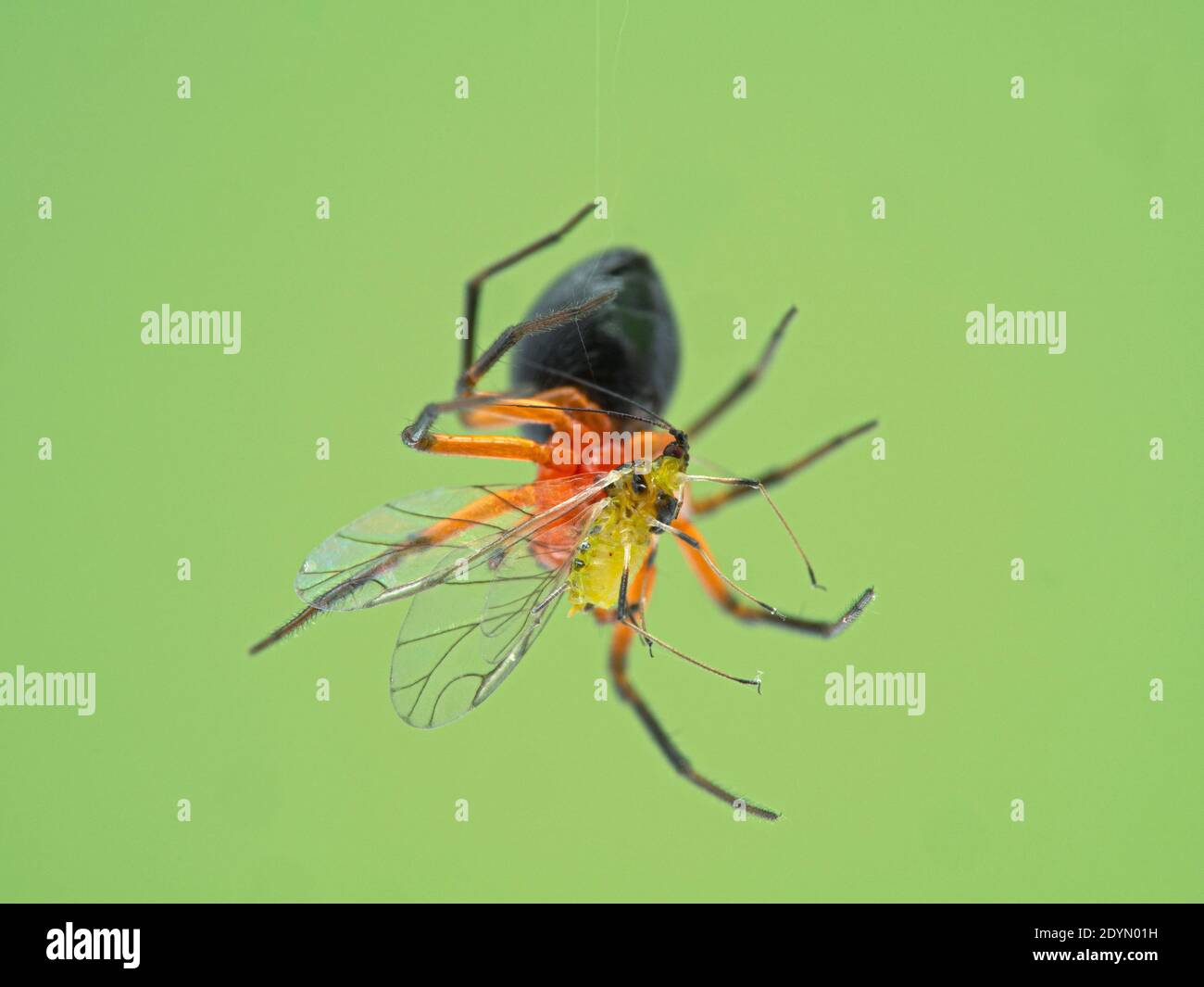 tiny red and black dwarf spider (Hypselistes florens) hanging from a ...