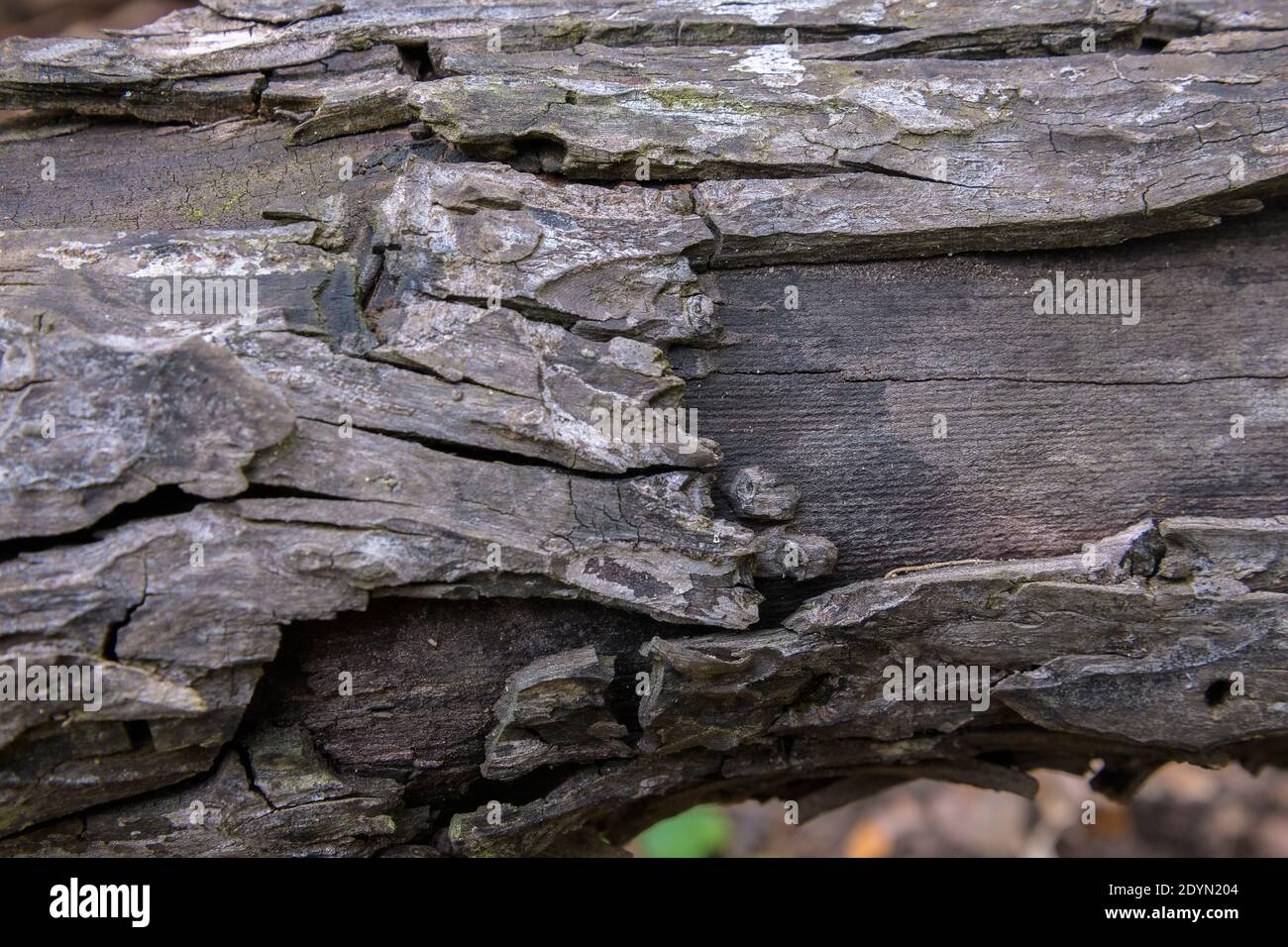 Rotted tree hi-res stock photography and images - Alamy