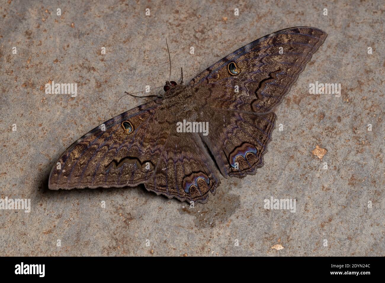 Black Witch moth of the species Ascalapha odorata Stock Photo - Alamy