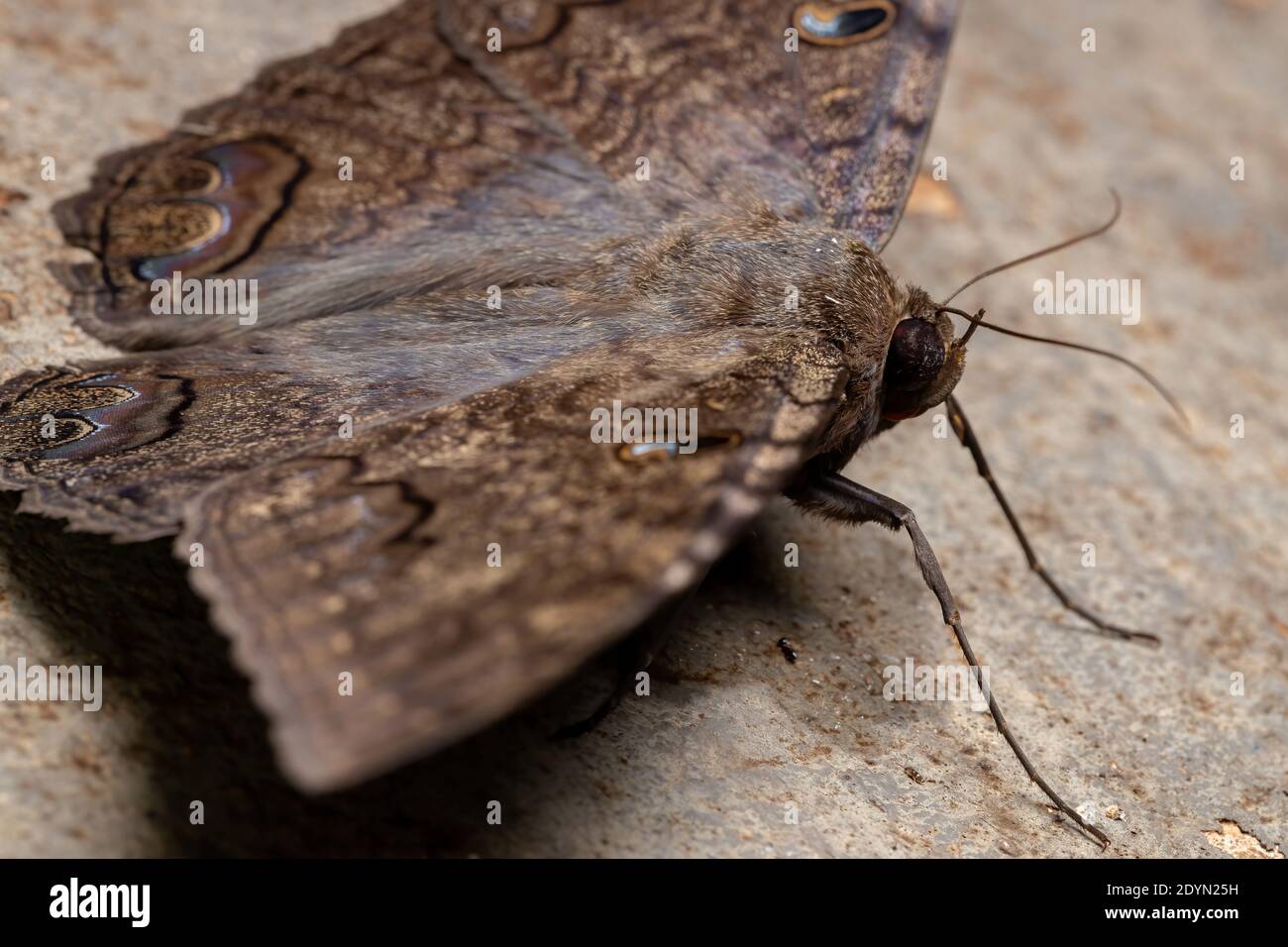 Black Witch moth of the species Ascalapha odorata Stock Photo - Alamy