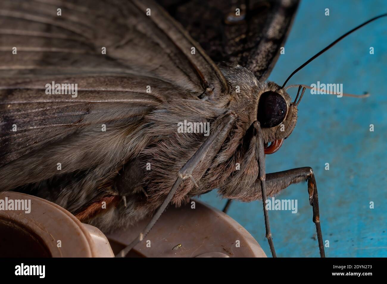 Black Witch moth of the species Ascalapha odorata Stock Photo - Alamy